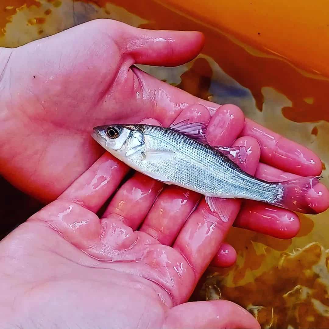 The Perfect Catch - Marine Science Camps