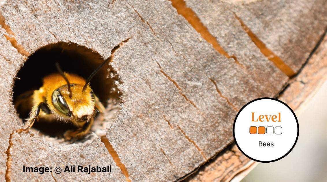 Bee Nesting Ecology - Online – Field Studies Council