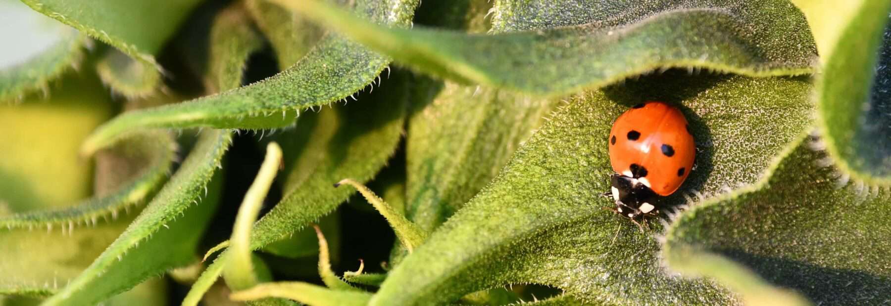 Celebrating Insect Week – Field Studies Council