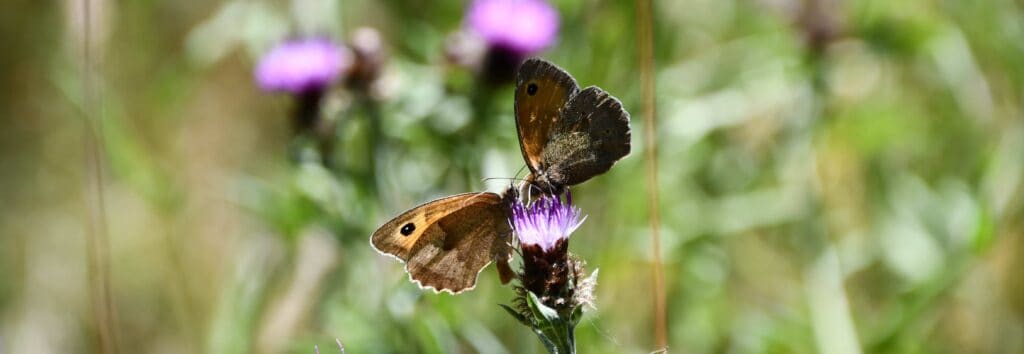 Celebrating Insect Week – Field Studies Council