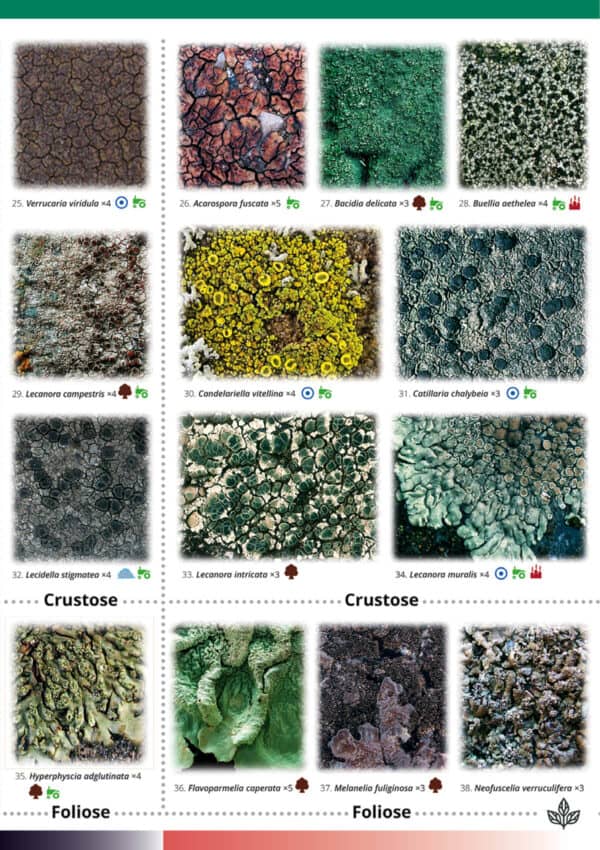 Urban lichens 2 guide – Field Studies Council