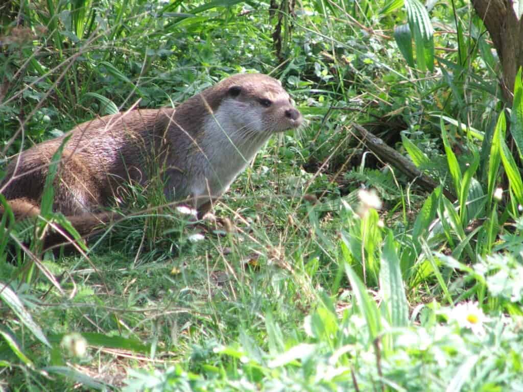 Mammal tracks and signs: A new WildID guide – Field Studies Council