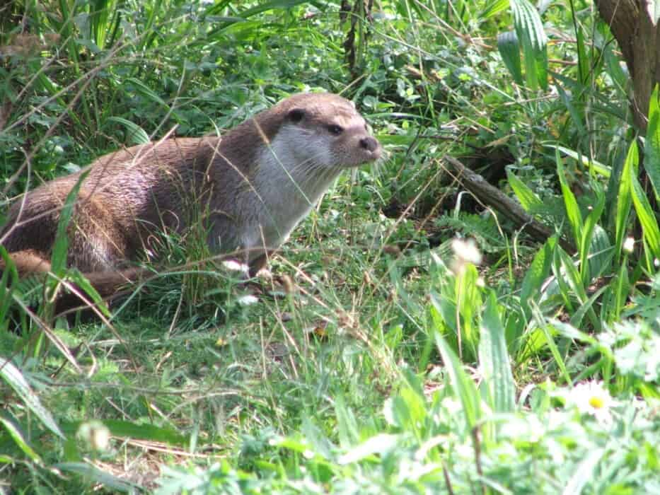 Mammal tracks and signs: A new WildID guide – Field Studies Council