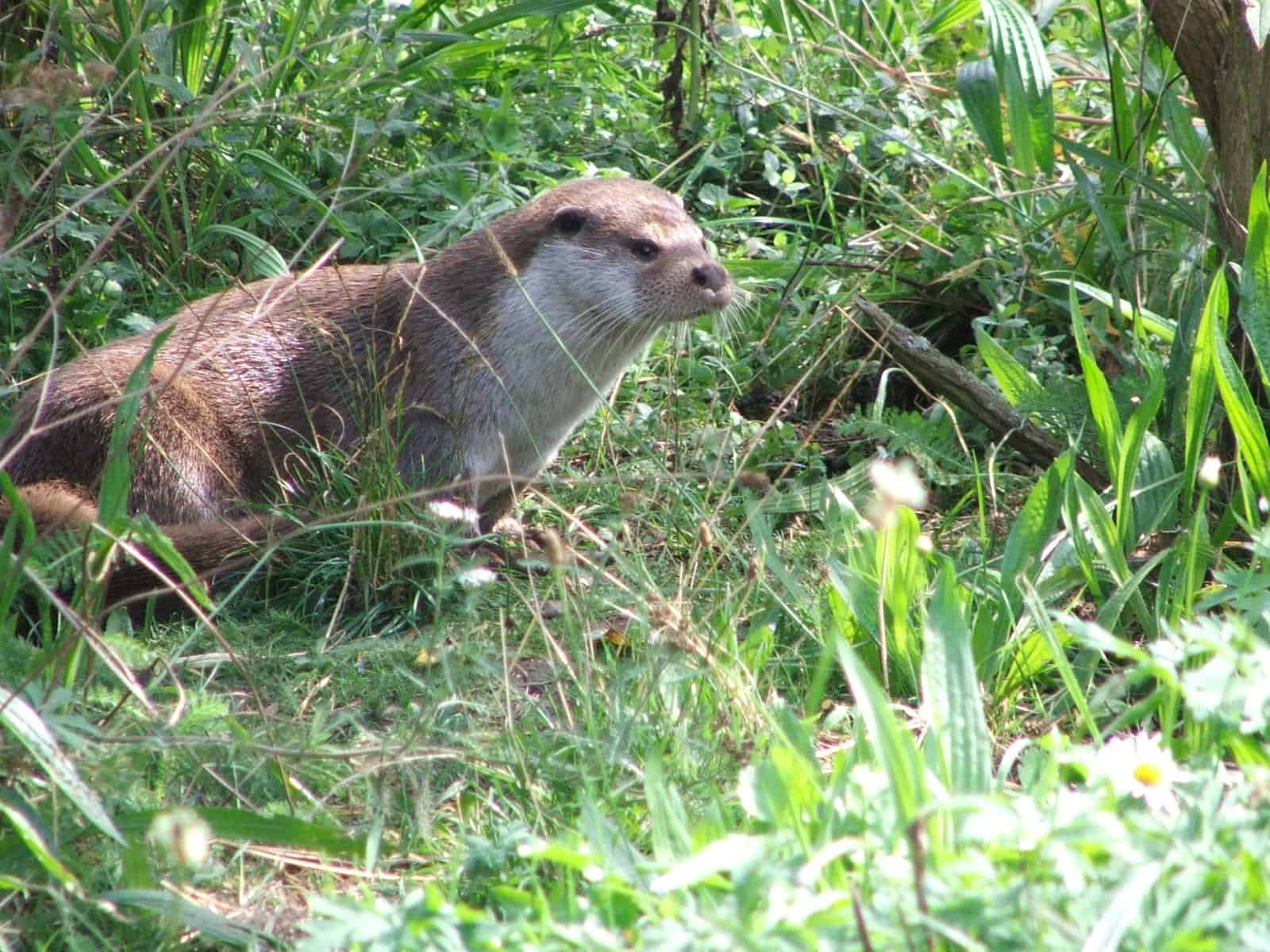 Mammal tracks and signs: A new WildID guide – Field Studies Council