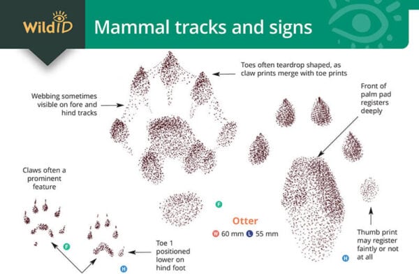 Mammal tracks and signs: A new WildID guide – Field Studies Council