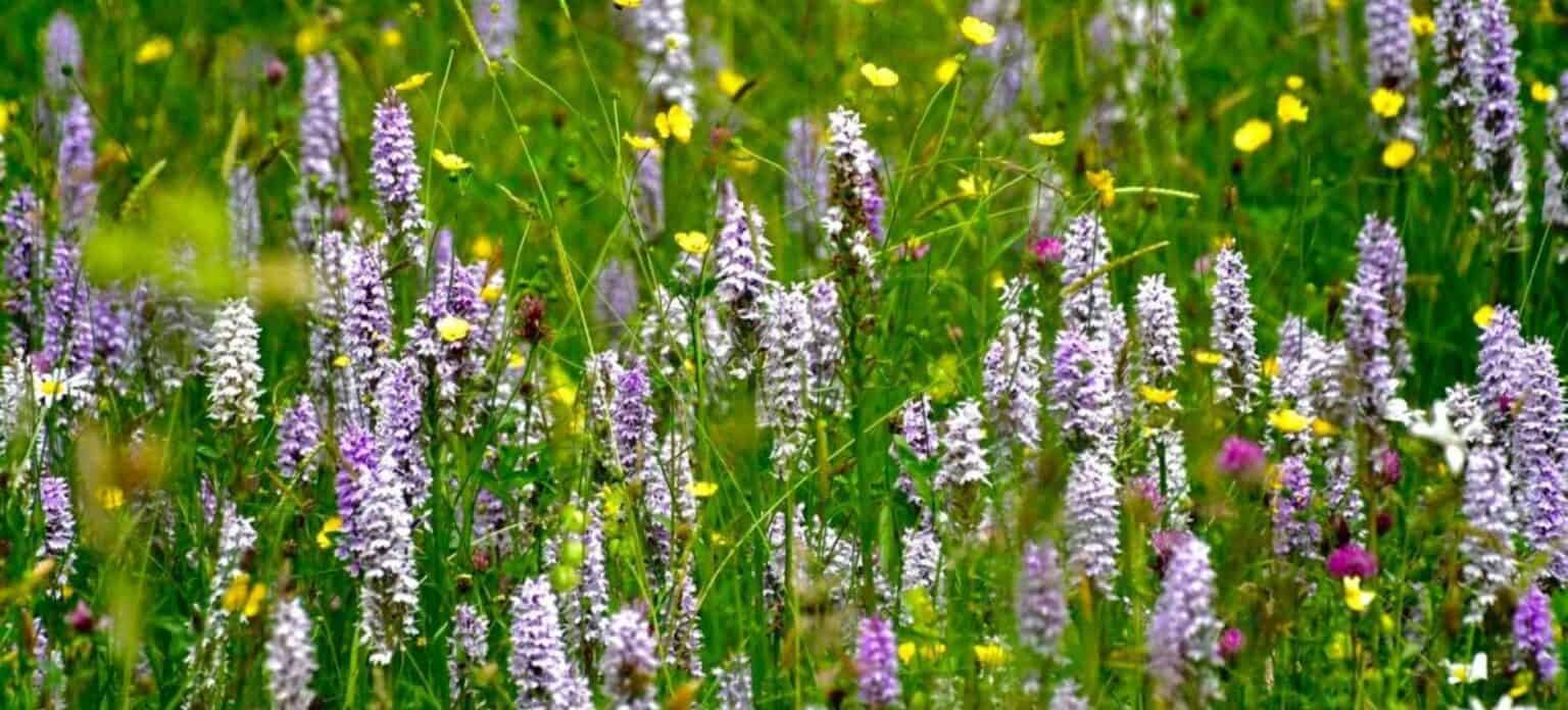 Botanical Skills for Ecologists – Field Studies Council