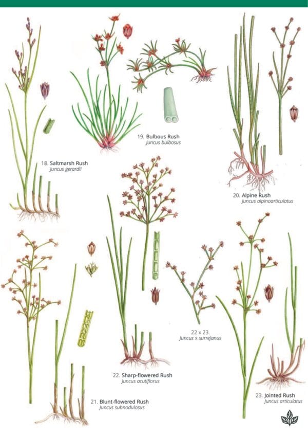 Rushes guide – Field Studies Council