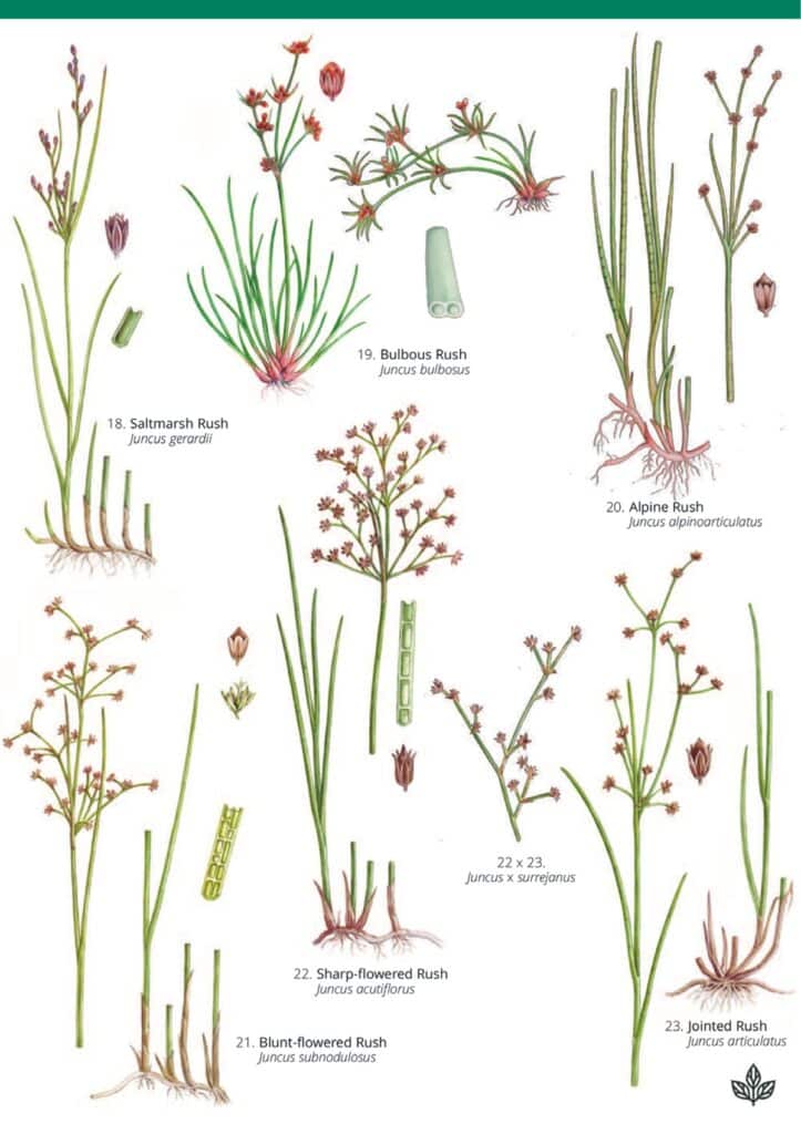 Rushes guide – Field Studies Council