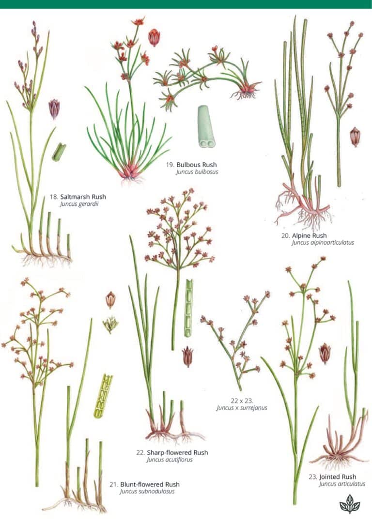 Rushes guide – Field Studies Council