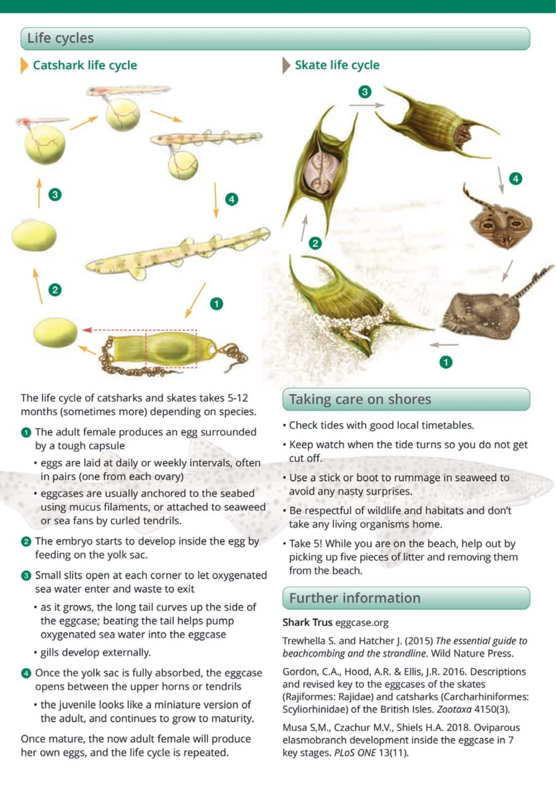 Shark and skate eggcases – Field Studies Council