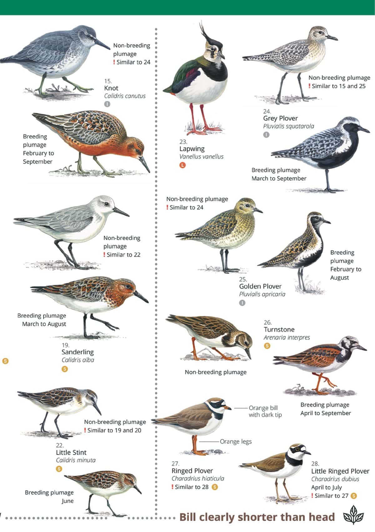 Waders – Field Studies Council