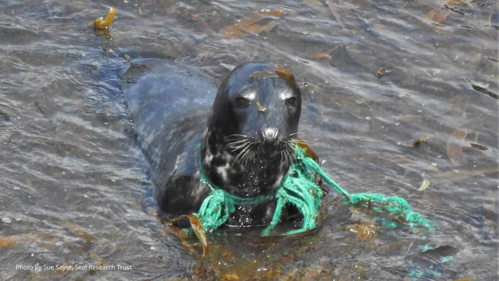 Seal pupping season with the Seal Research Trust – advice and insights ...