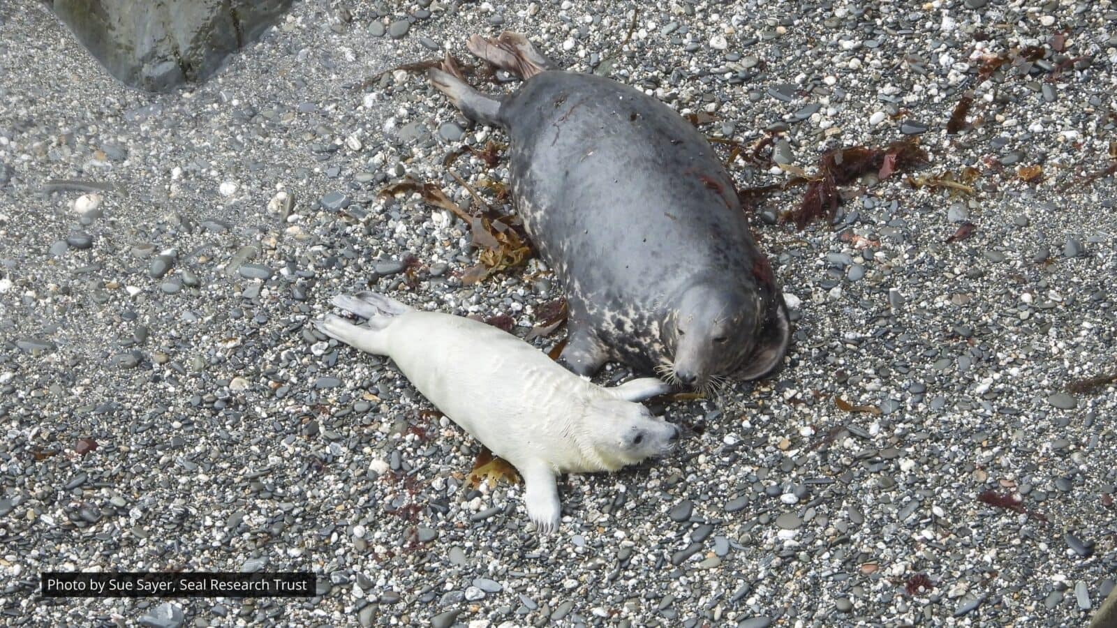 Seal pupping season with the Seal Research Trust – advice and insights ...