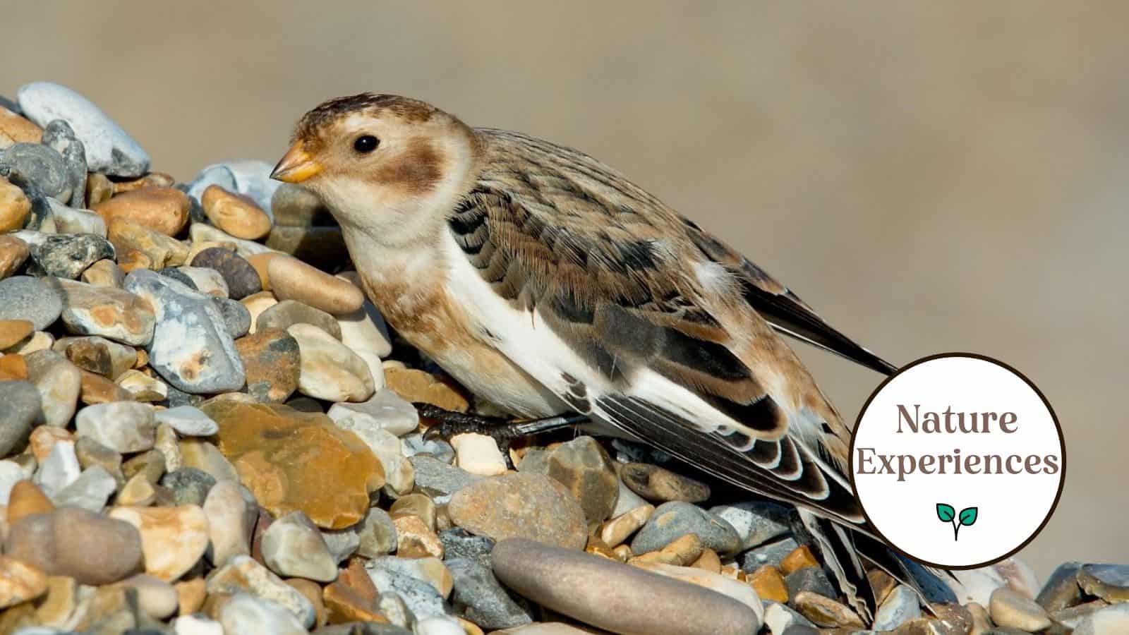 Birdwatching: Winter Visitors – Field Studies Council