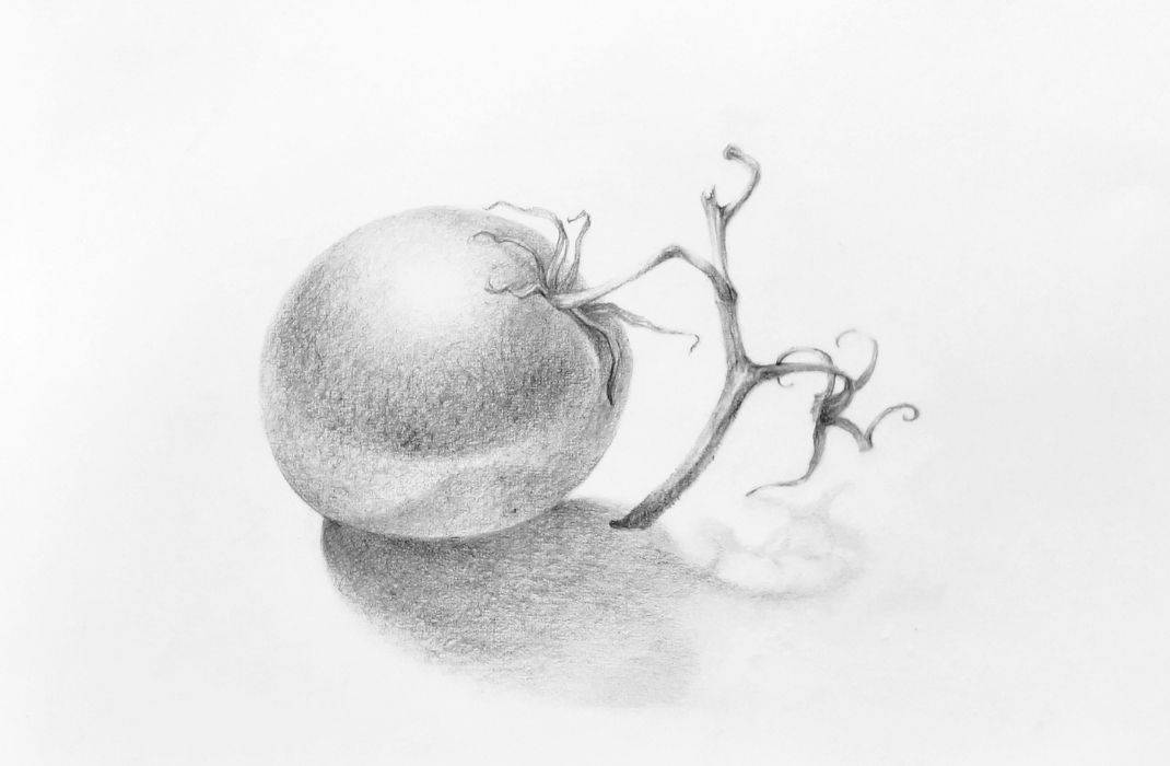 Drawing from Nature - 22/02/2025 – Field Studies Council