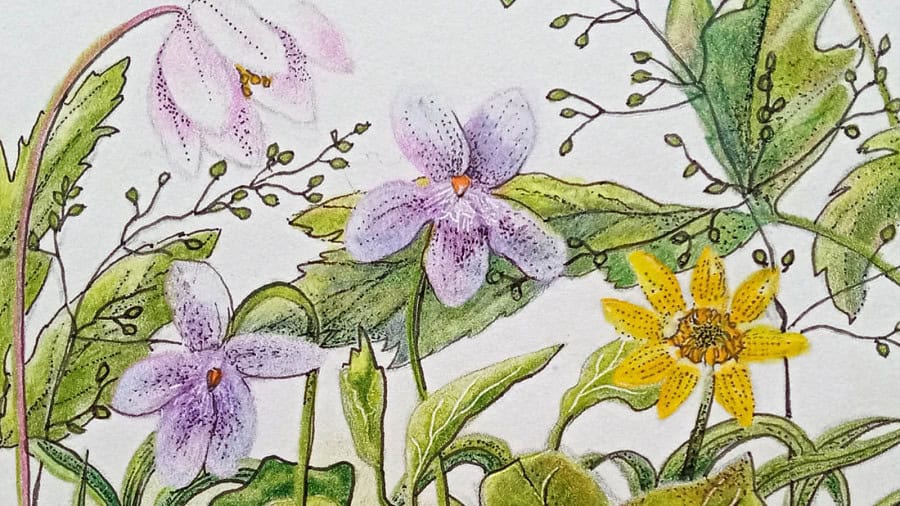 Woodland: The Natural World in Ink and Coloured Pencils - 11/04/2025 ...