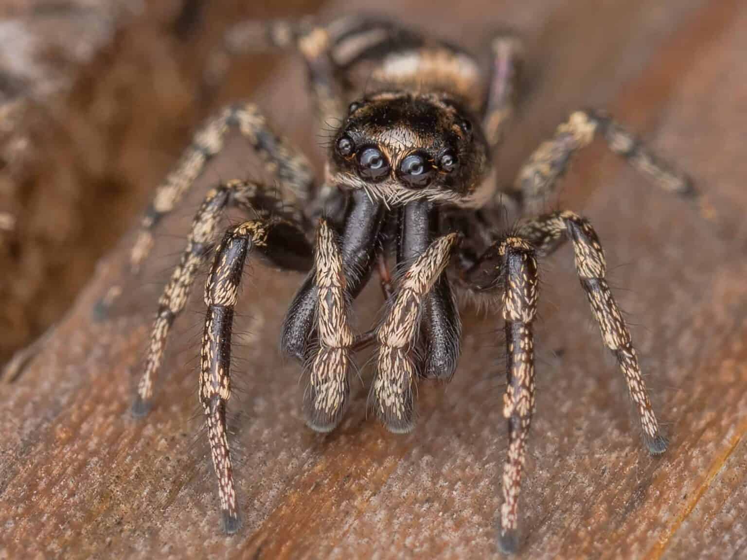 Introduction to Spider Identification - Online – Field Studies Council