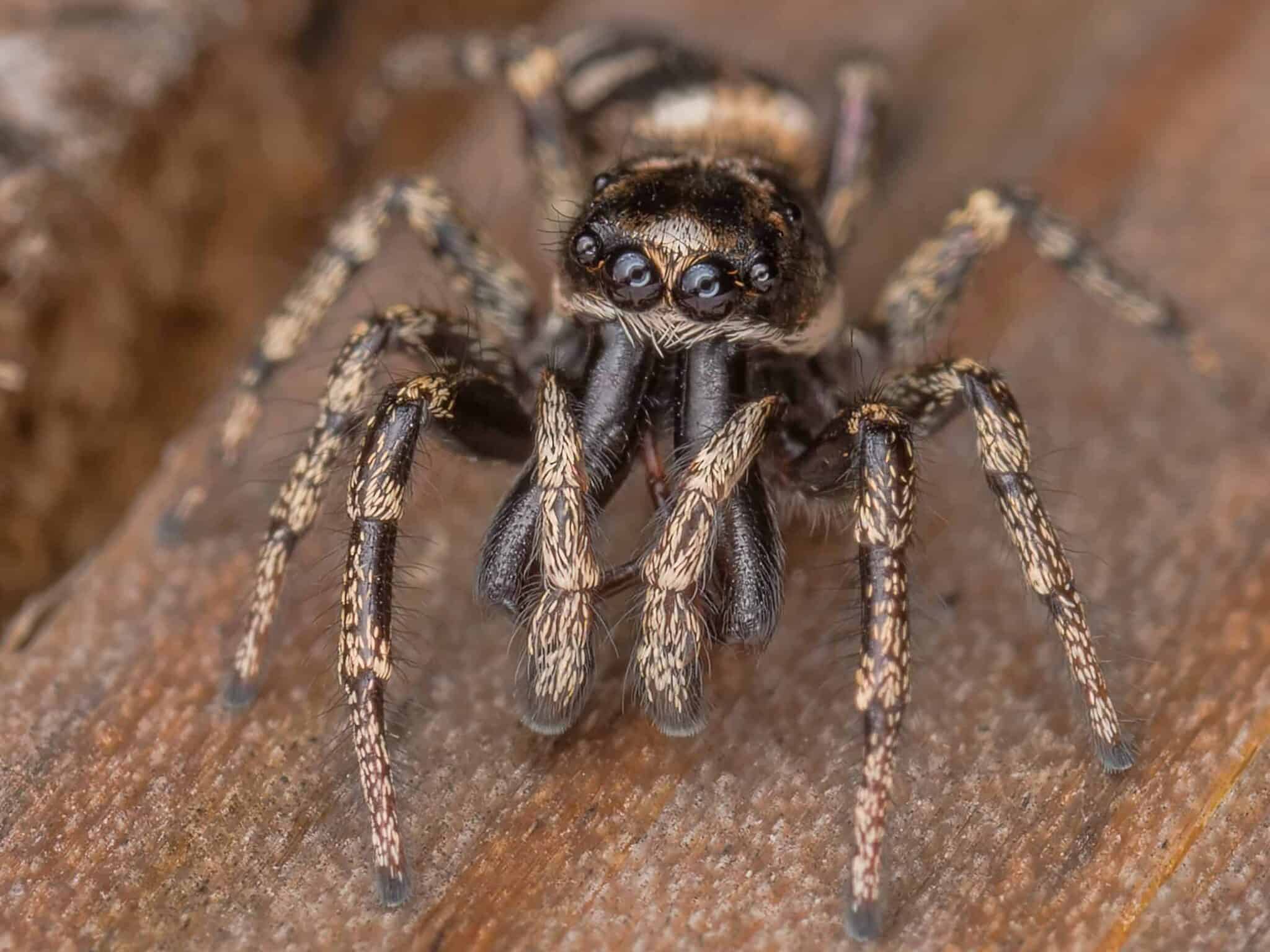 Introduction to Spider Identification - Online – Field Studies Council