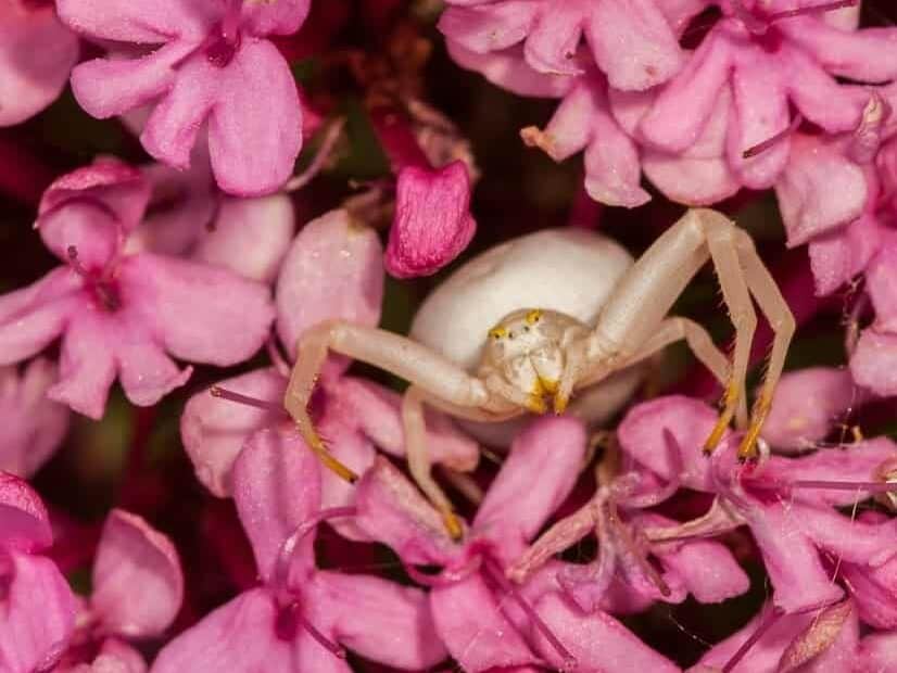 Introduction to Spider Identification - Online – Field Studies Council