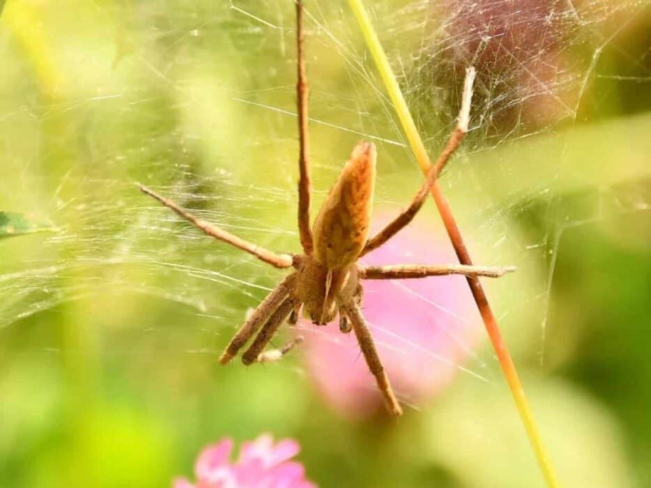 Introduction to Spider Identification - Online – Field Studies Council