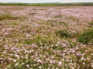Discovering Botany - Online – Field Studies Council