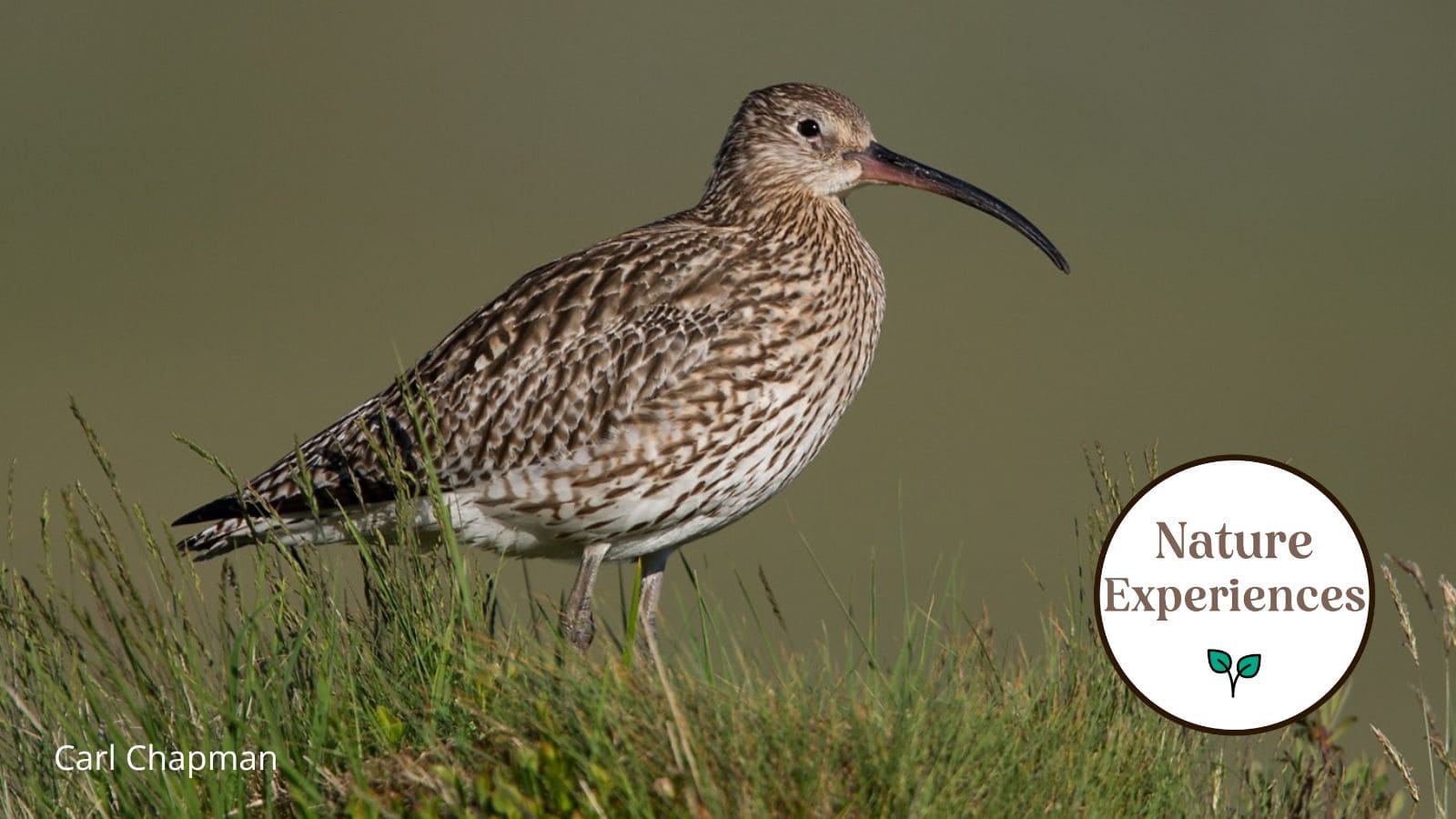 Birdwatching: Wader Migration - 01/08/2025 – Field Studies Council