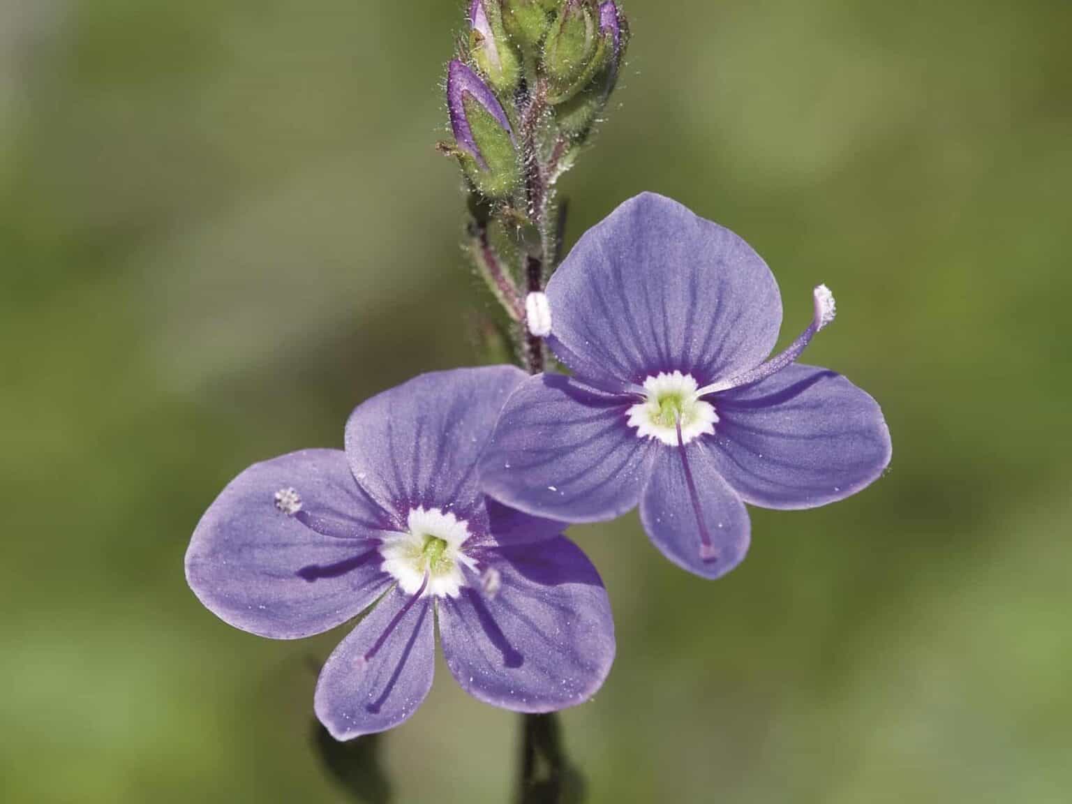 Field Identification Skills Certificate (FISC) with the Field Studies ...