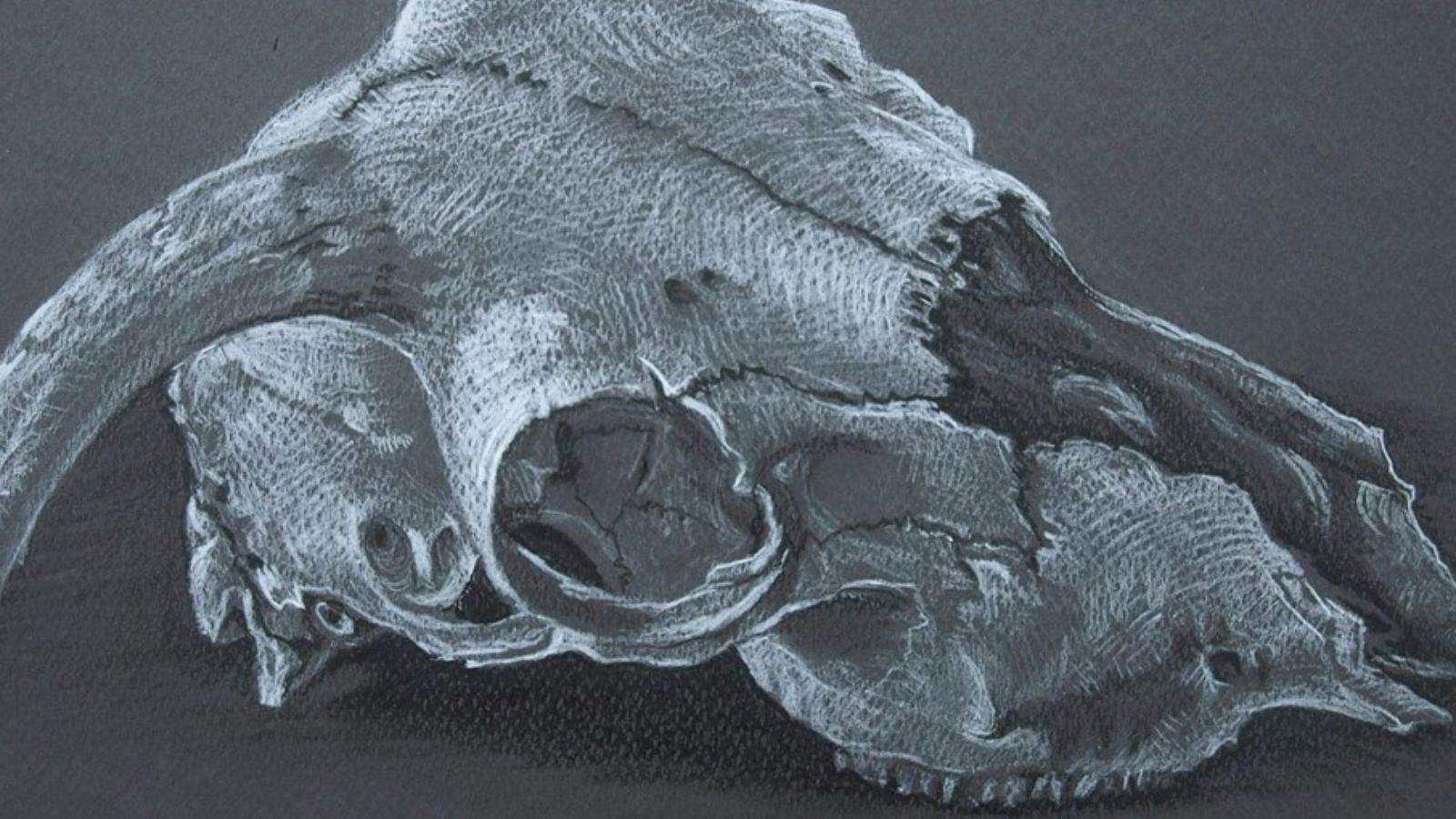 Further Drawing from Nature - 28/08/2026 – Field Studies Council