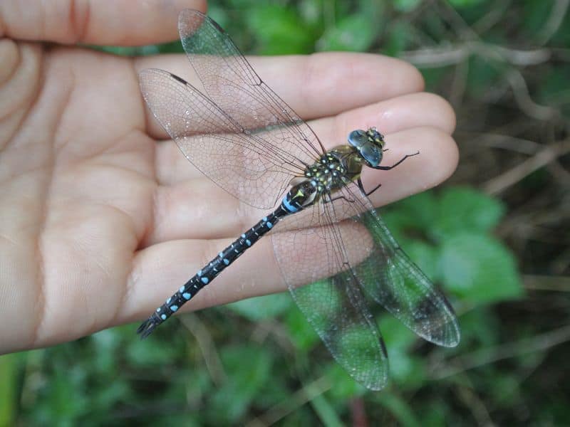 Look out for the signs of spring – Field Studies Council