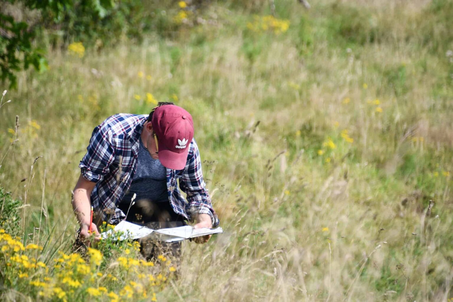 Botany Training – Field Studies Council
