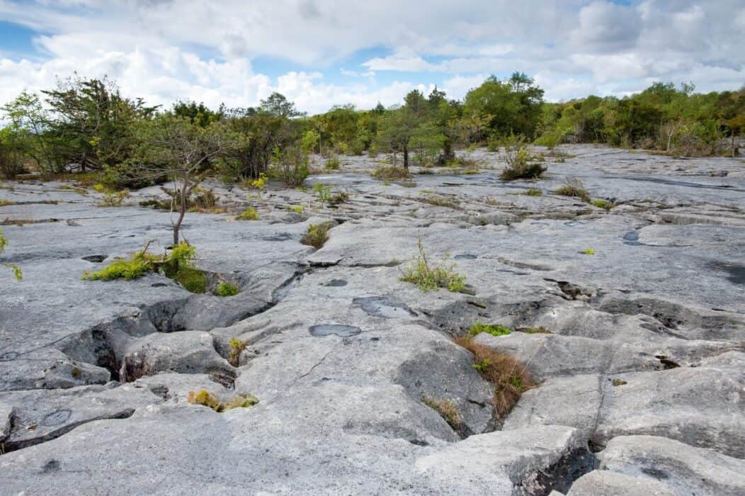 Identifying Plants of Limestone Habitats – Field Studies Council