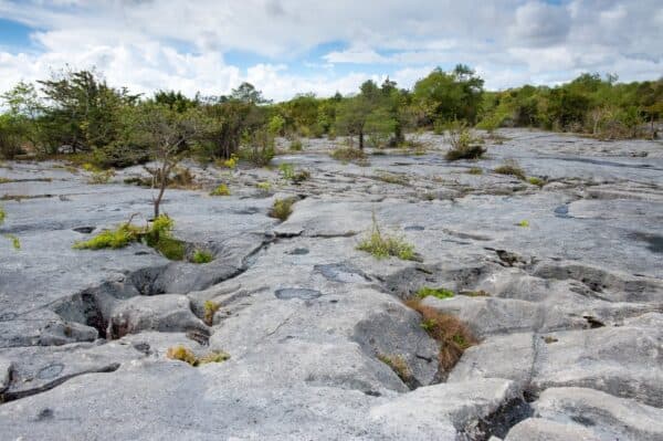 Identifying Plants of Limestone Habitats – Field Studies Council