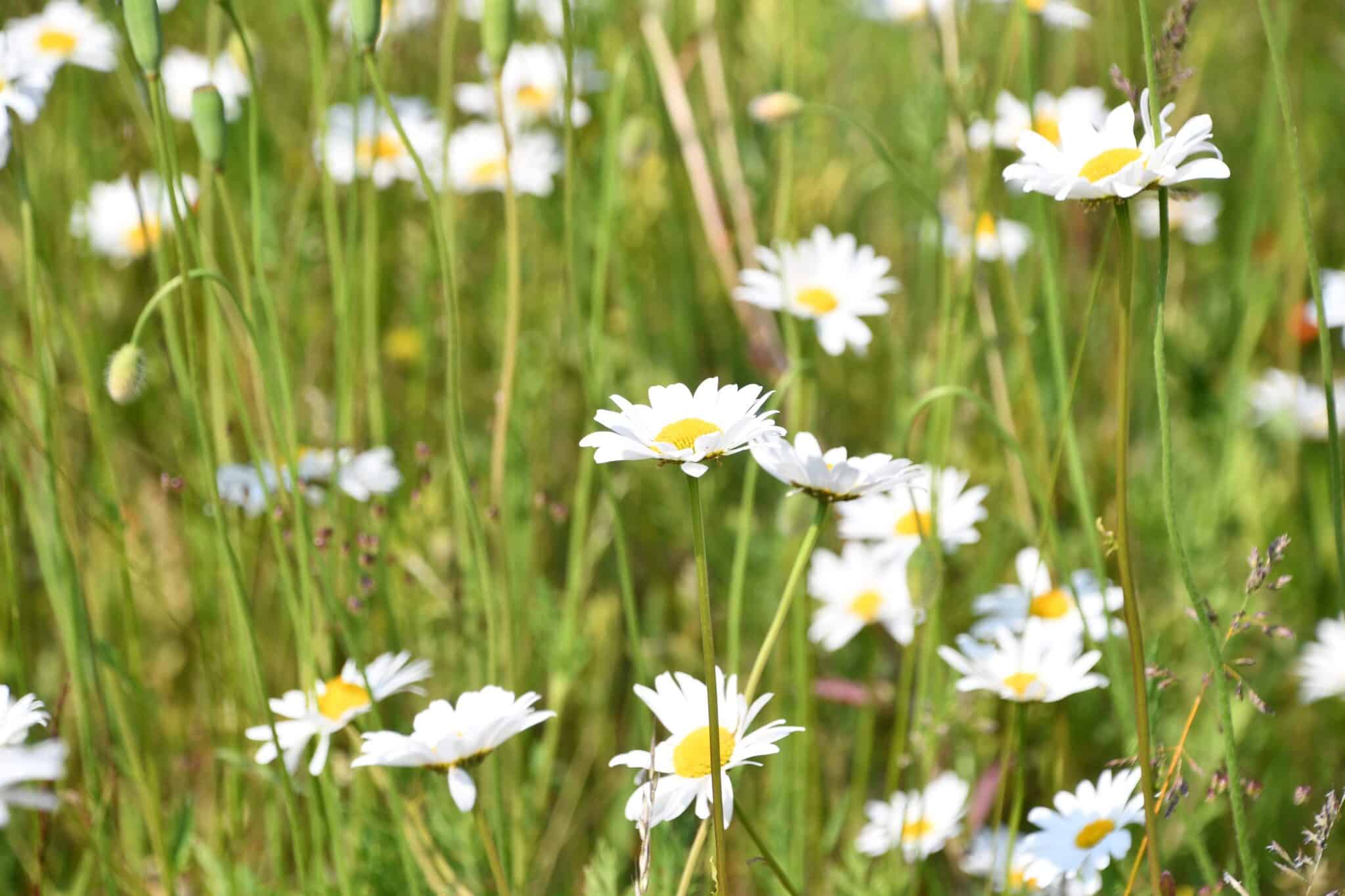 Botany Training – Field Studies Council
