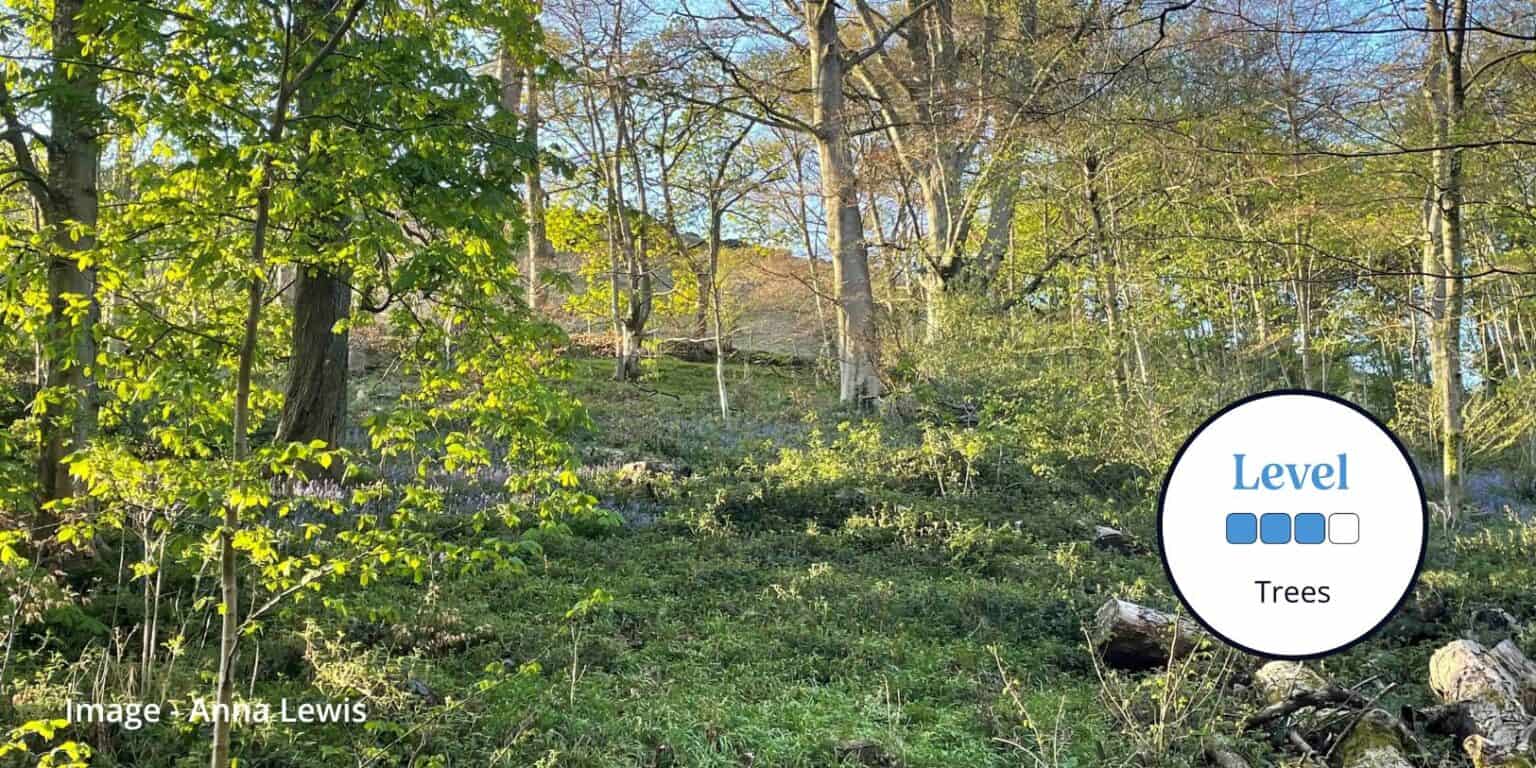 Tree Identification Courses | Beginner to Advanced | FSC