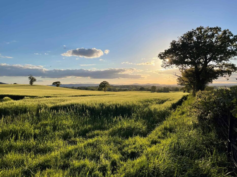 Trees: Summer Identification – Field Studies Council