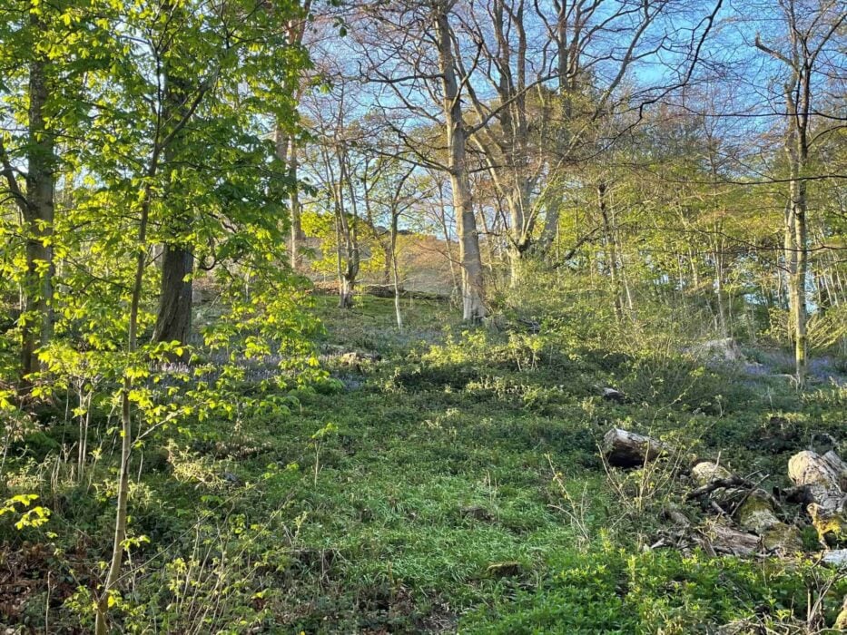 Woodlands: A Habitat Introduction – Field Studies Council