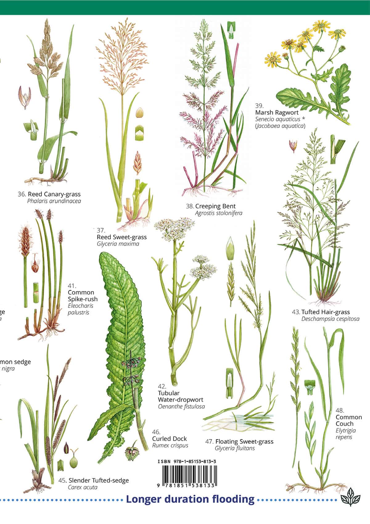 Floodplain meadows guide – Field Studies Council