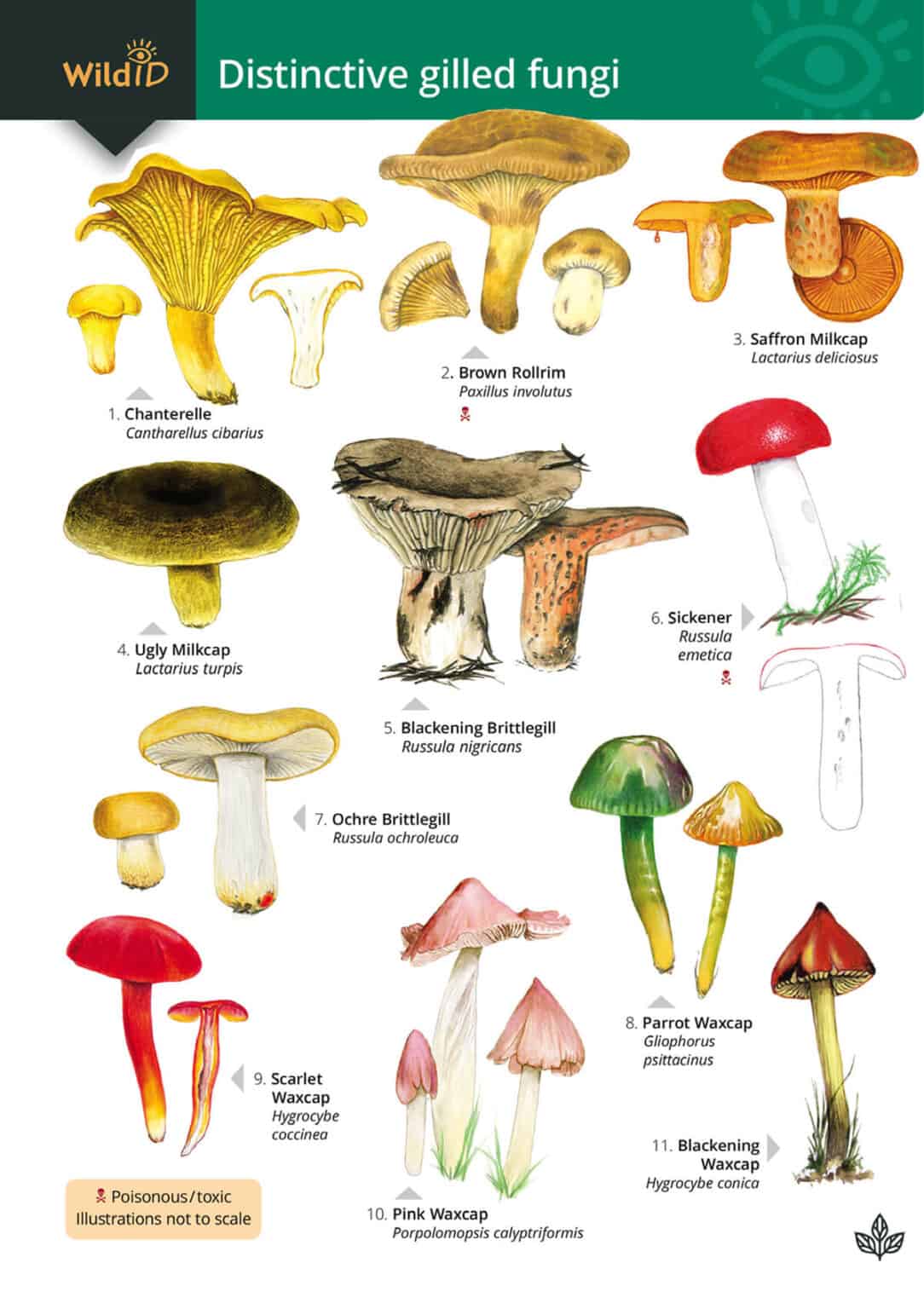 Distinctive grassland fungi – Field Studies Council