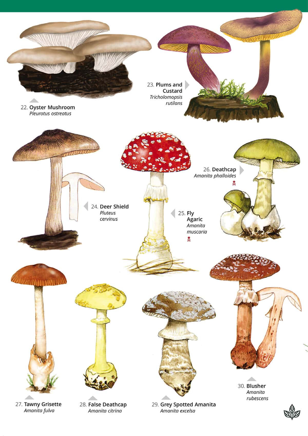 Distinctive gilled fungi – Field Studies Council
