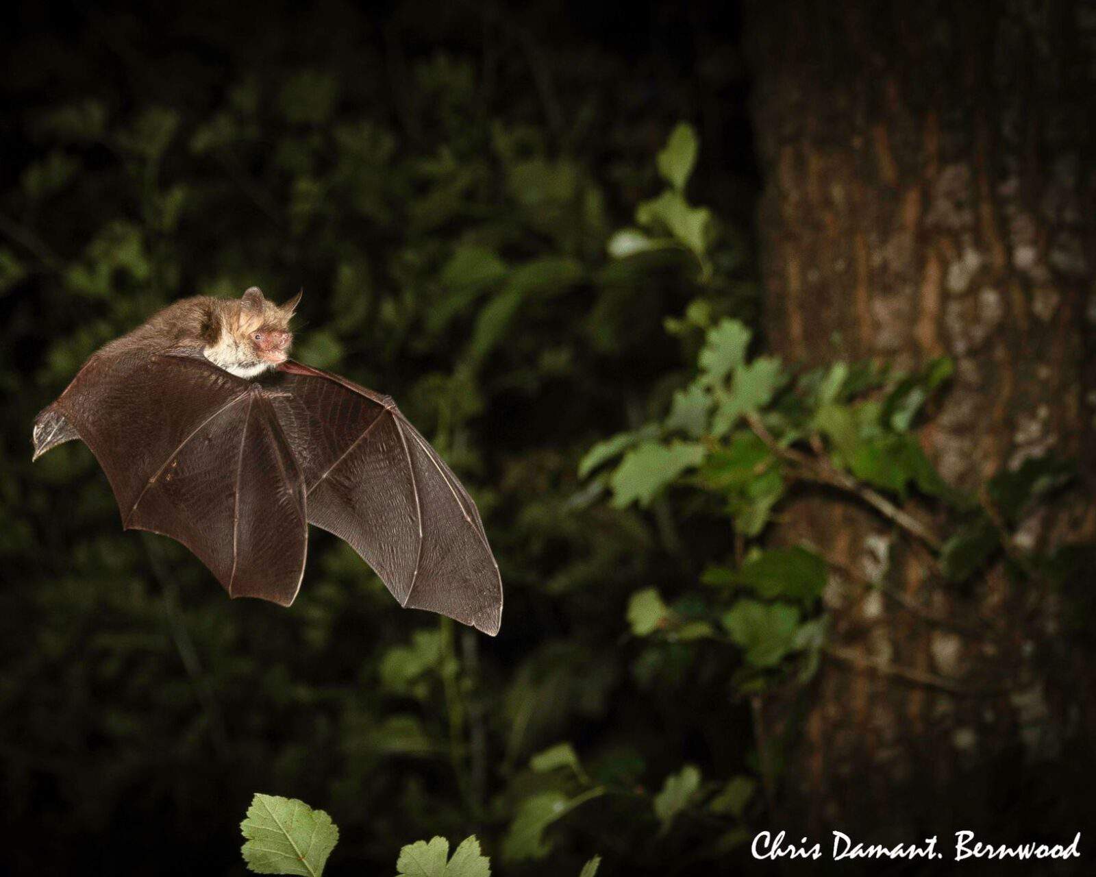How to Survey and Study Bats in Woodlands – Field Studies Council