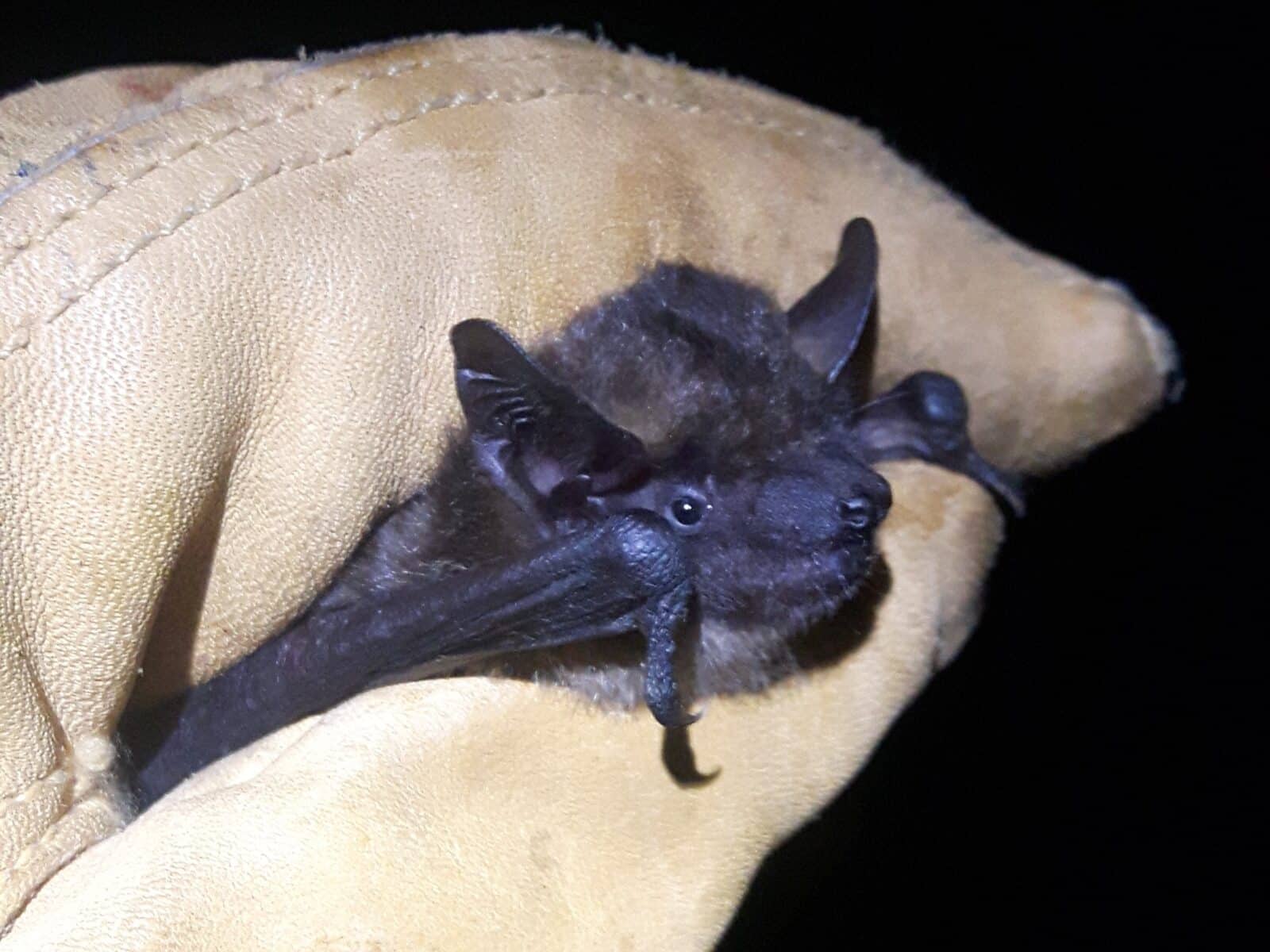 How to Survey and Study Bats in Woodlands – Field Studies Council