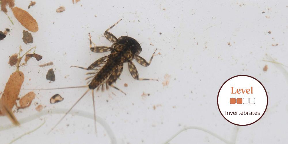 Introduction to Freshwater Invertebrates – Field Studies Council