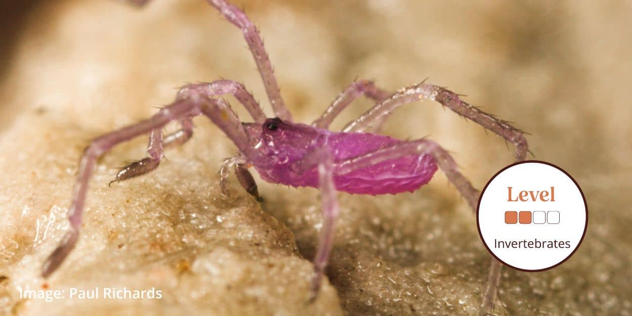 Introduction to Lesser-known Soil Invertebrates – Field Studies Council