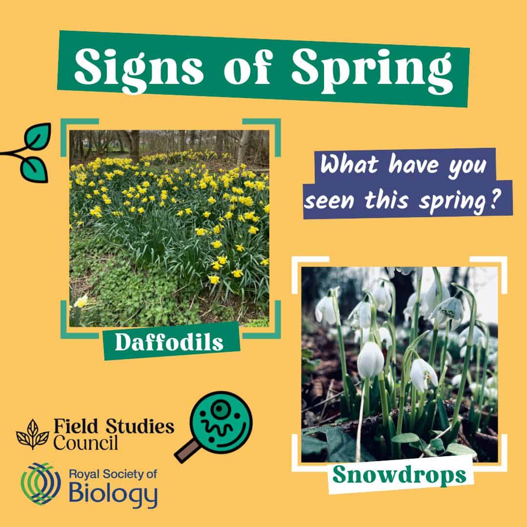 Look out for the signs of spring – Field Studies Council