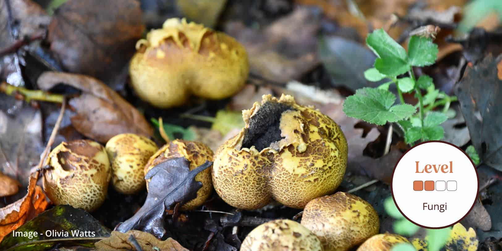 Autumn Fungi: Introduction and Beginner Identification - 24/10/2024 ...