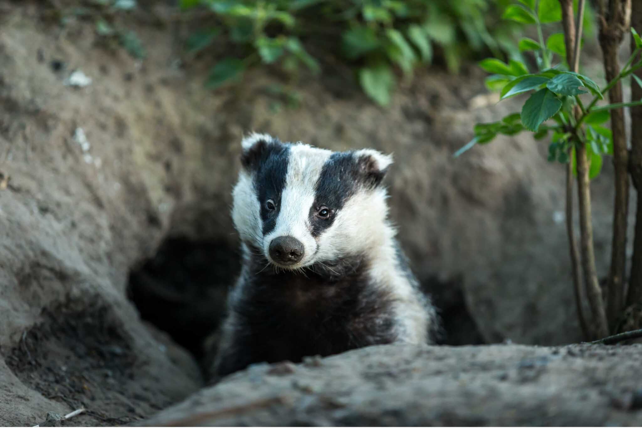 Getting To Know Badgers – Field Studies Council