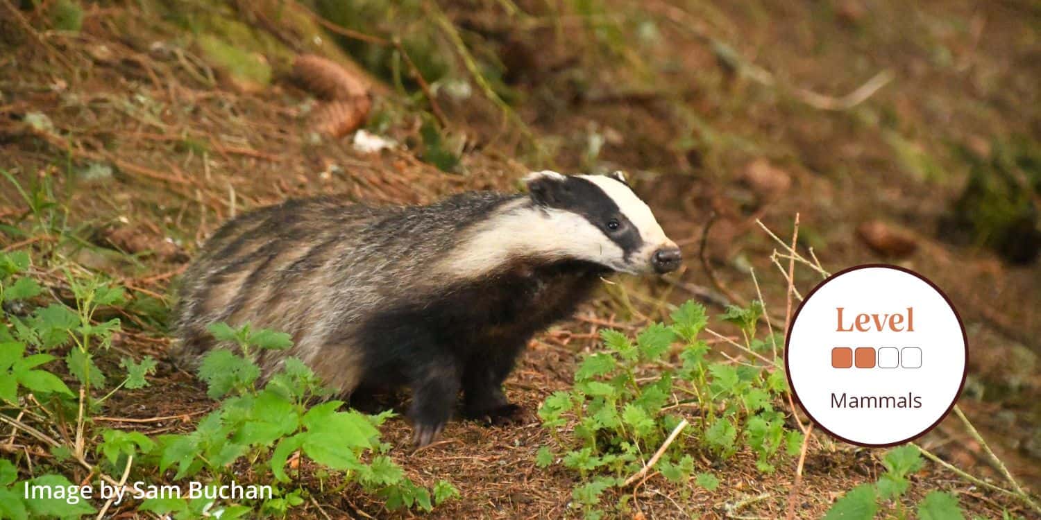 Getting To Know Badgers – Field Studies Council