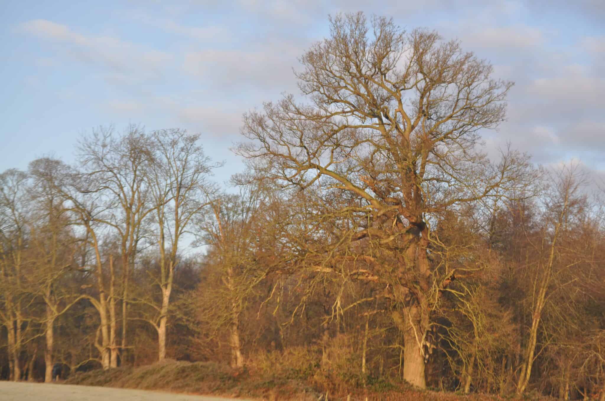 Trees: Winter Broadleaf Identification – Field Studies Council