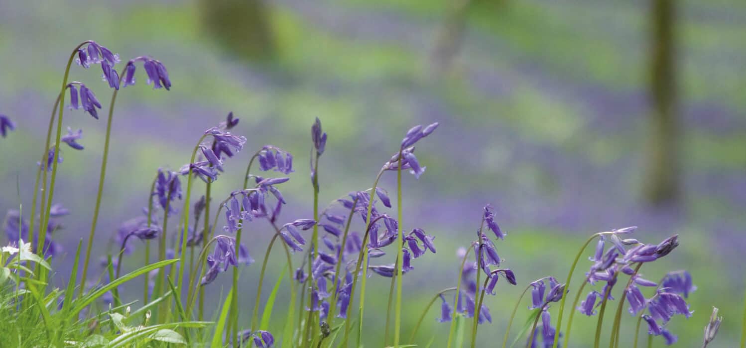 UK School Trips | School Field Trips | Art & Nature Courses