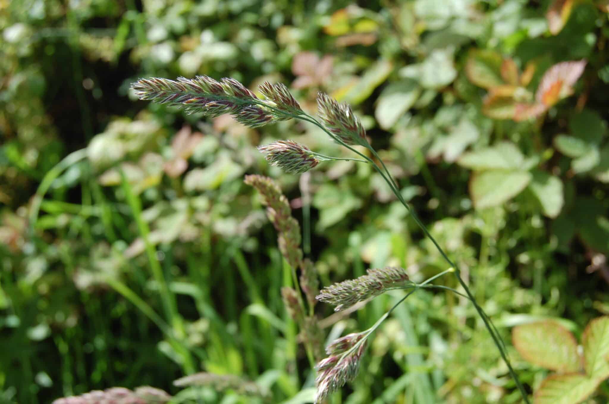 Introducing Grasses, Sedges and Rushes - Online – Field Studies Council